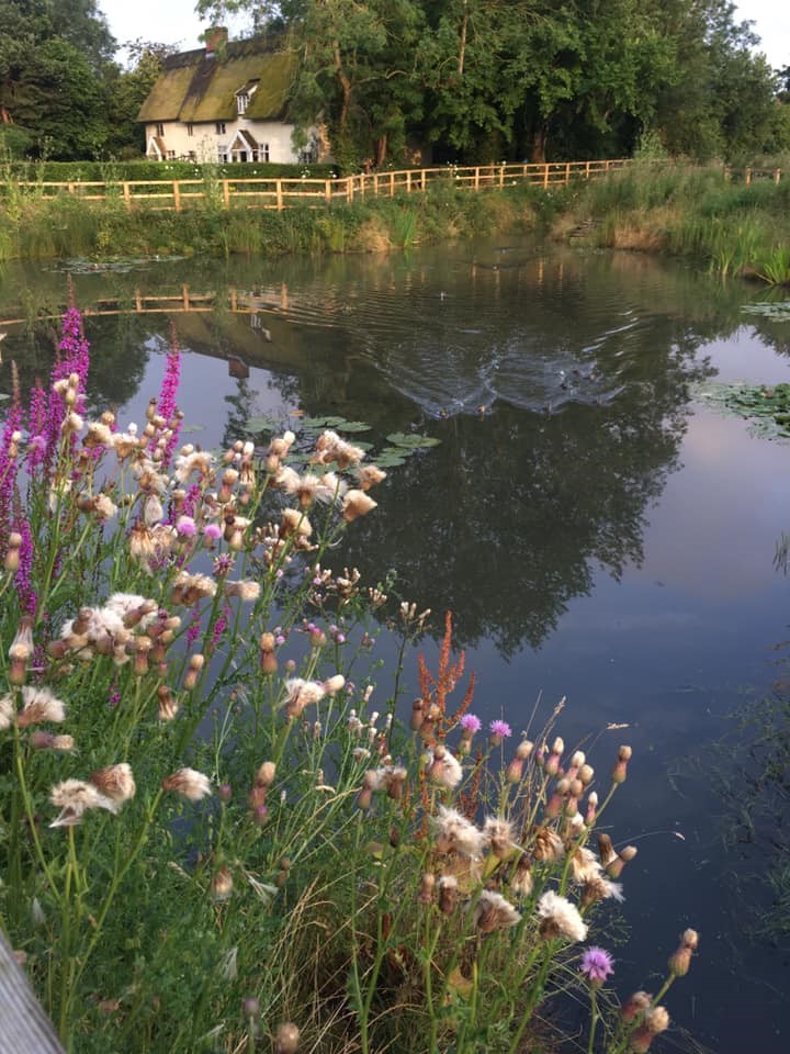 TOADWATCH :: ashwellthorpehistory.net